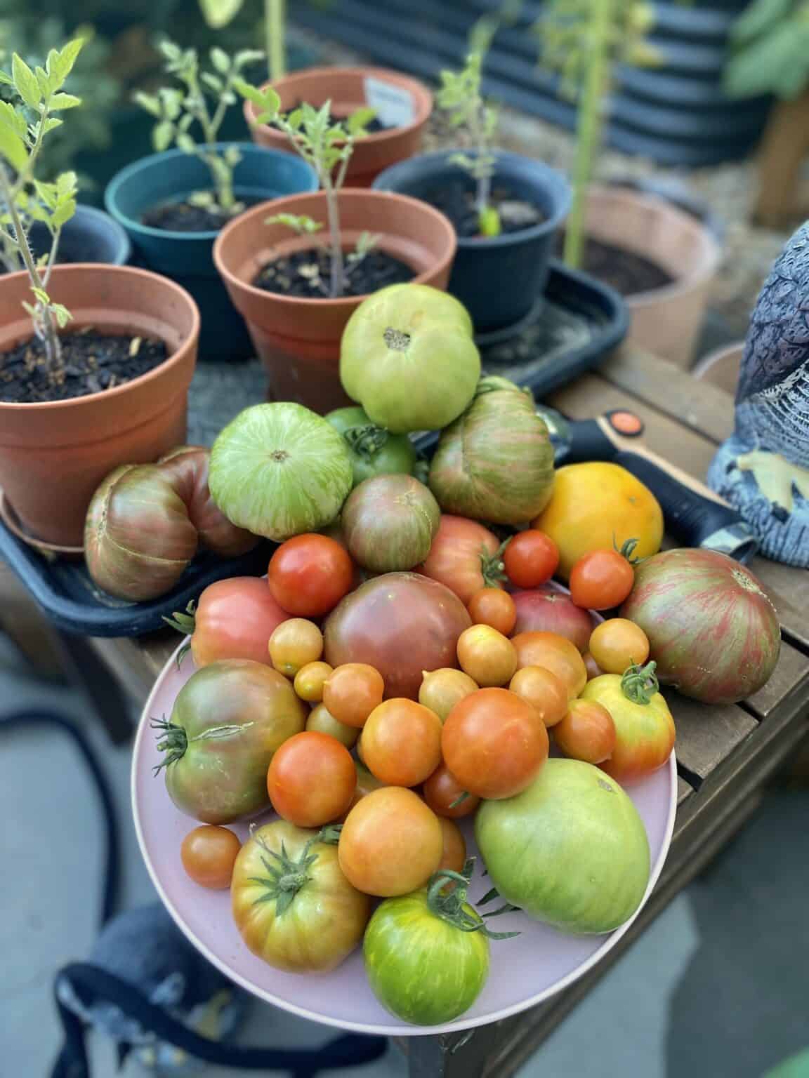 Determinate vs. Indeterminate Tomatoes: The Key Differences - Kyrié the ...