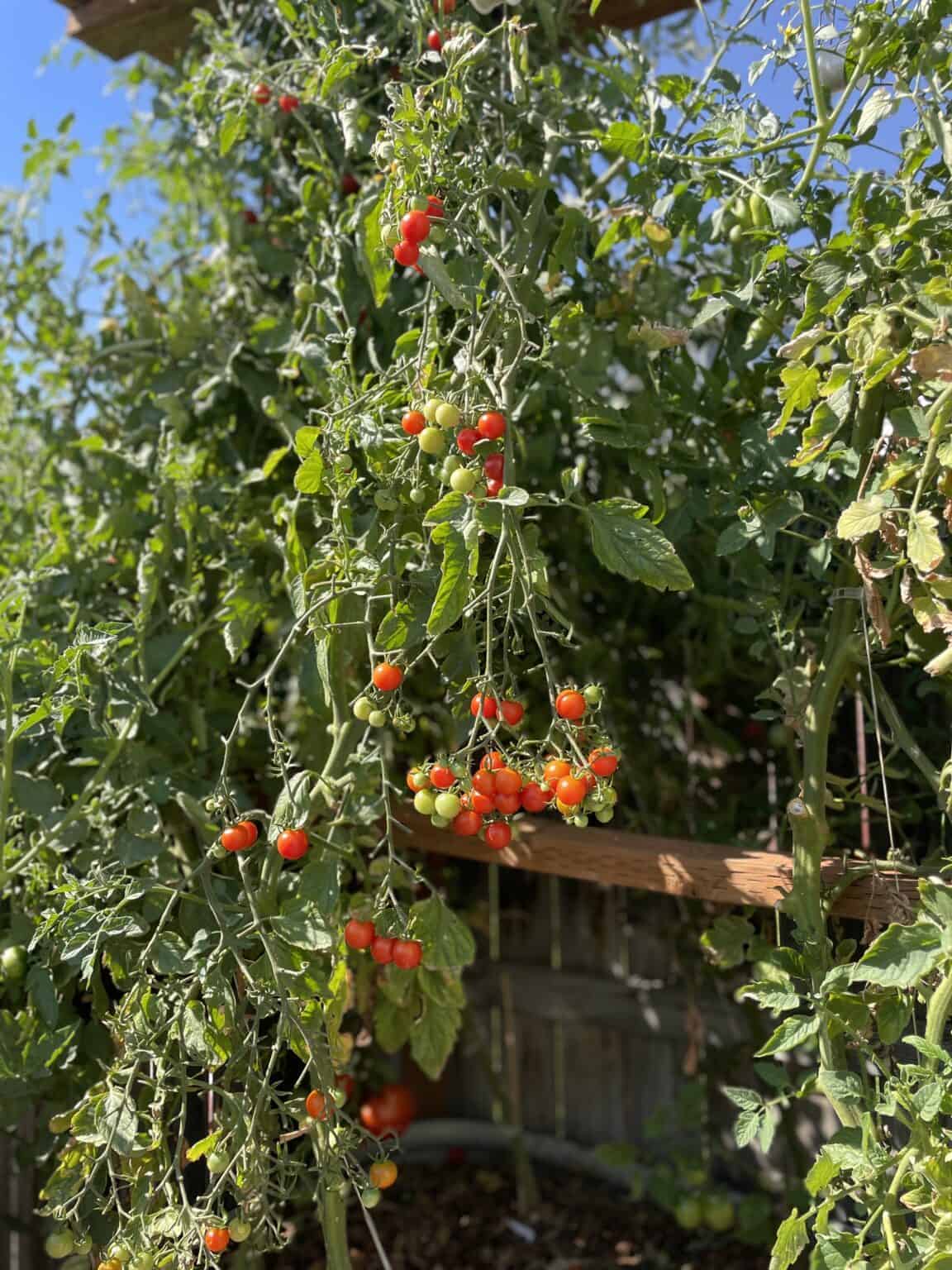 How to Build a Homemade Trellis Using Cattle Panel - Kyrié the Foodié ...