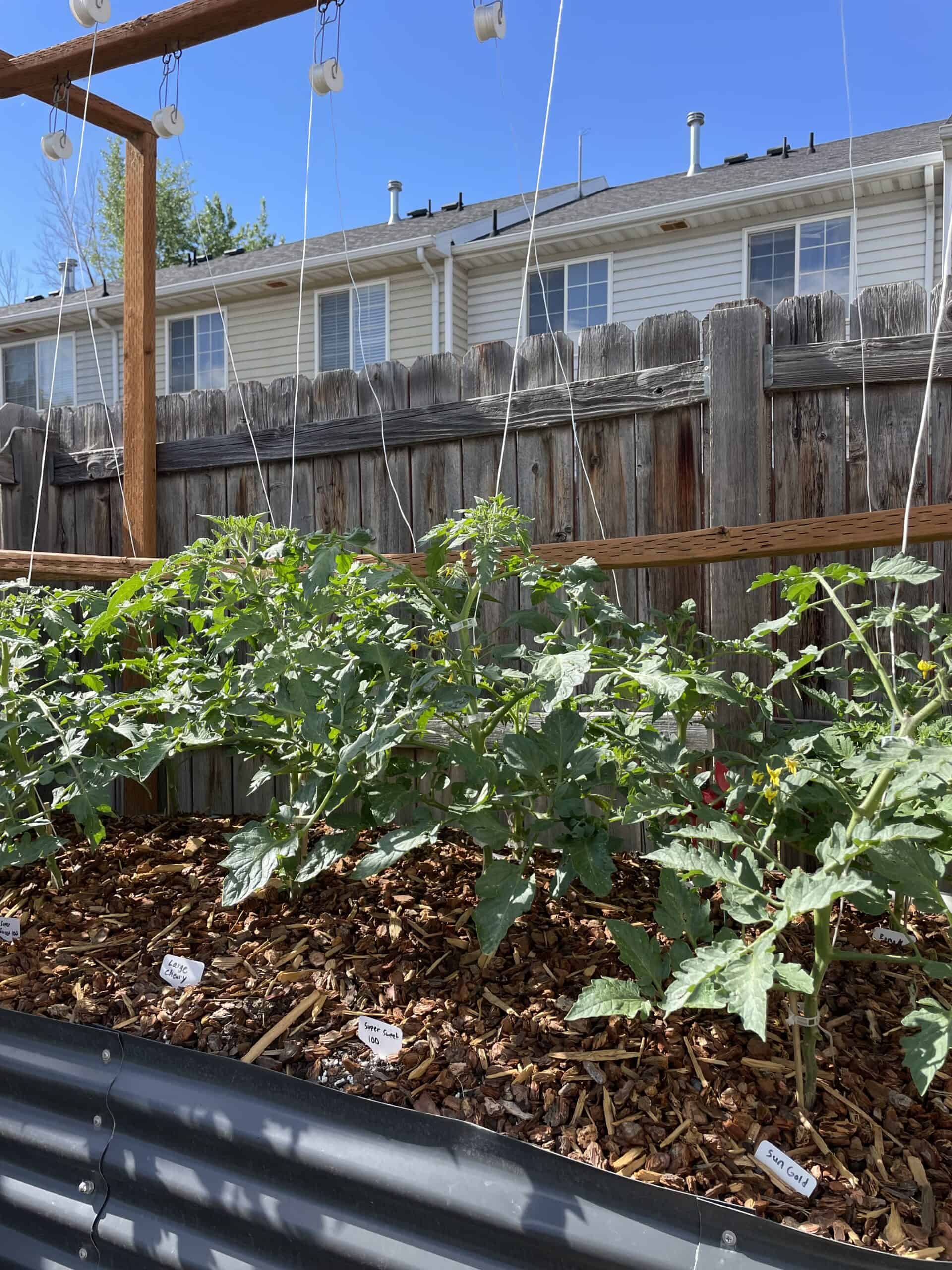 How to Build My Favorite Tomato Trellis - Kyrié the Foodié + Real ...