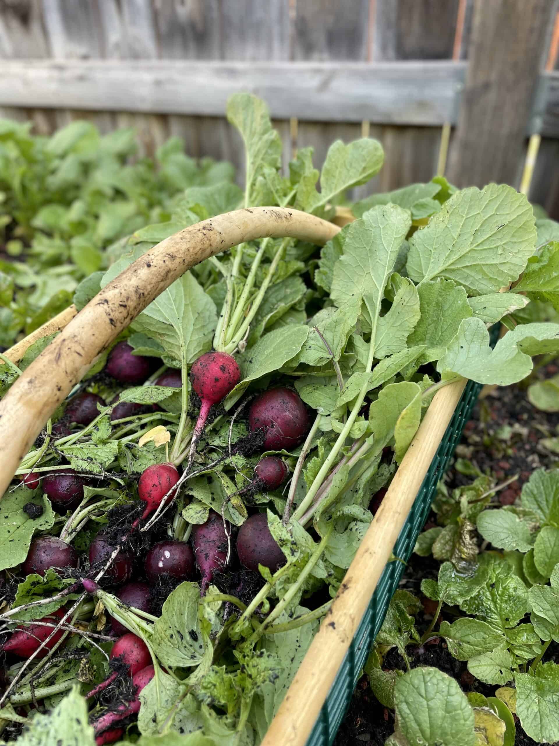 Homegrown vs. Store-Bought Produce: Nutritional Differences - Kyrié the ...