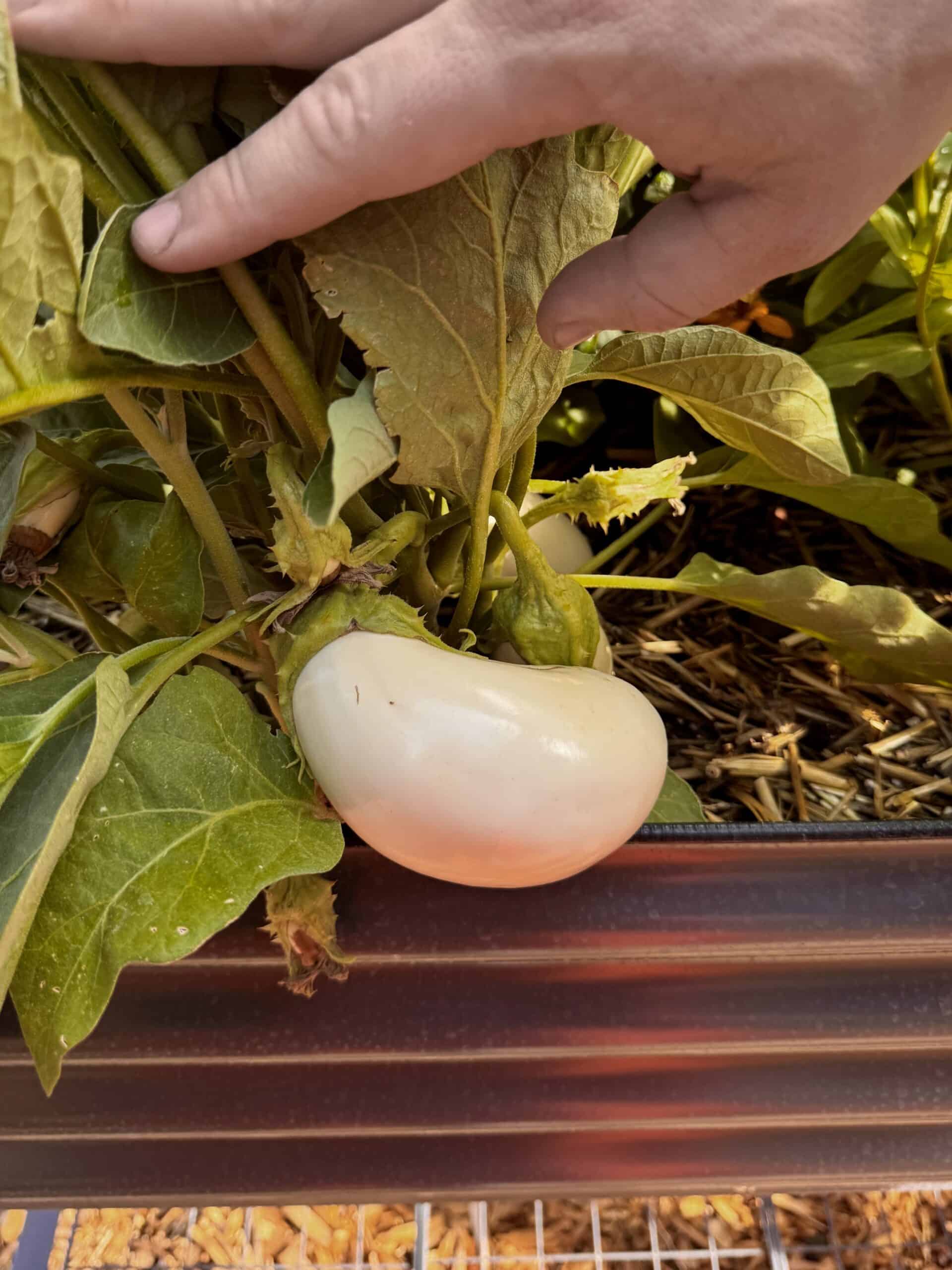 Homegrown vs. Store-Bought Produce: Nutritional Differences - Kyrié the ...