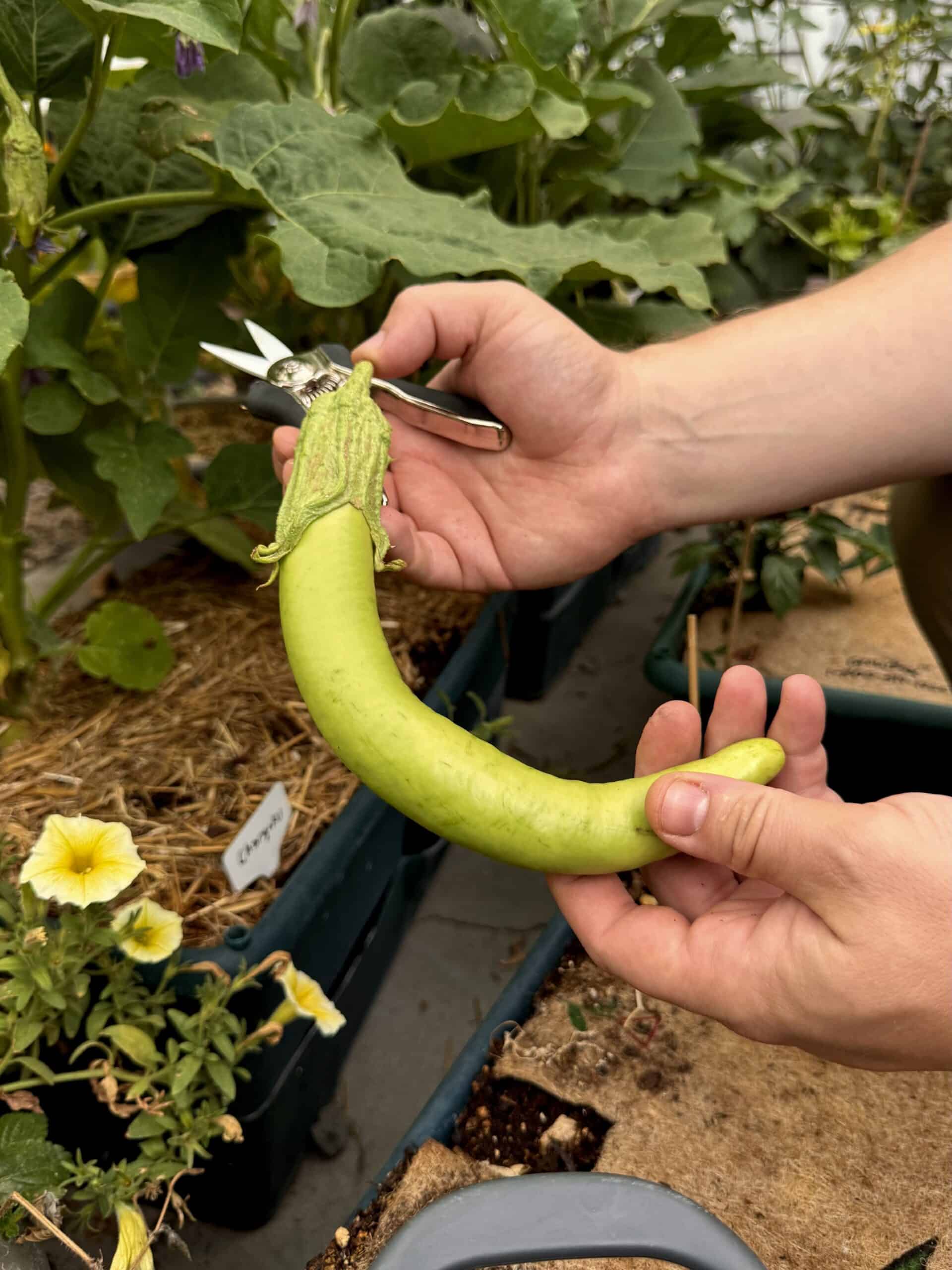 Homegrown vs. Store-Bought Produce: Nutritional Differences - Kyrié the ...